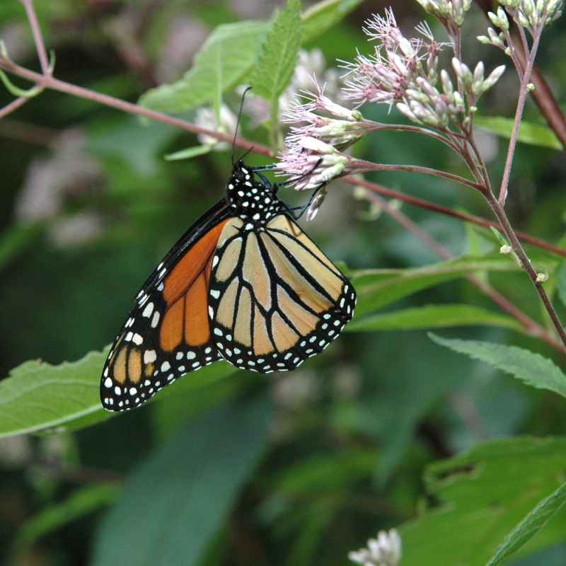 Natural Events Calendar - CU Maurice River