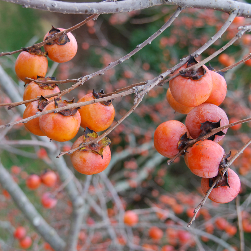 Natural Events Calendar - CU Maurice River