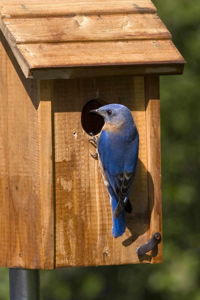 Bluebird - CU Maurice River
